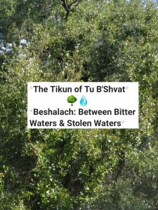 Between Bitter Waters & Stolen Waters – Tu B’Shvat/Beshalach – L’Refuah ...